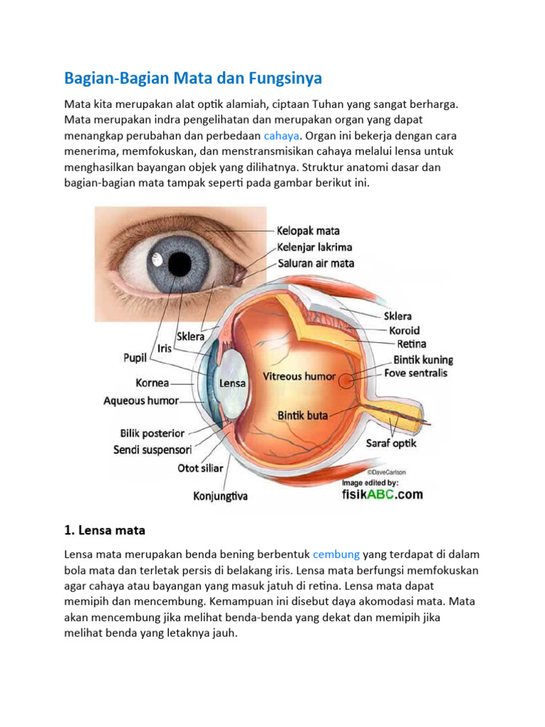 Bagian-Bagian Mata Dan Fungsinya | PDF