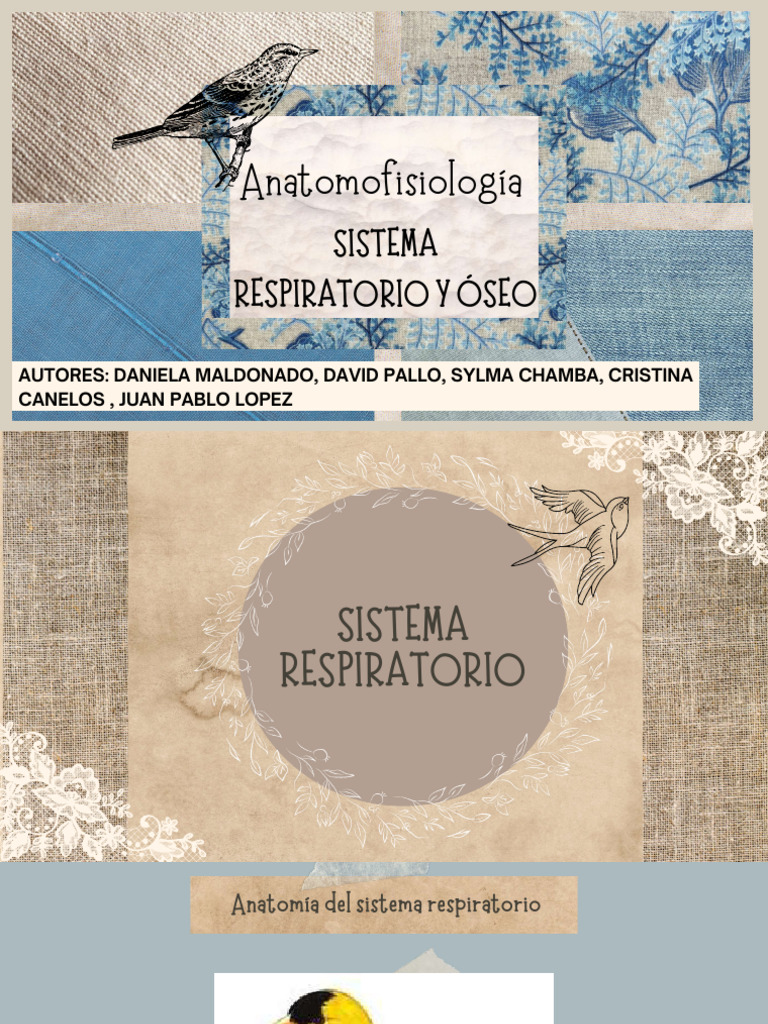 Anatomofisiología Del Sistema Respiratorio y Óseo Presentación - Compressed | Descargar gratis ...