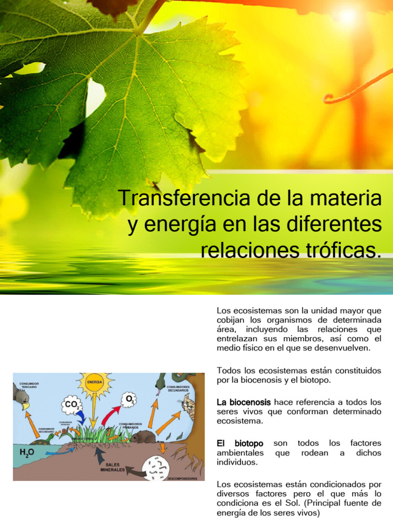 Transferencia de La Materia y Energia-2 | PDF | Biomasa (Ecología ...