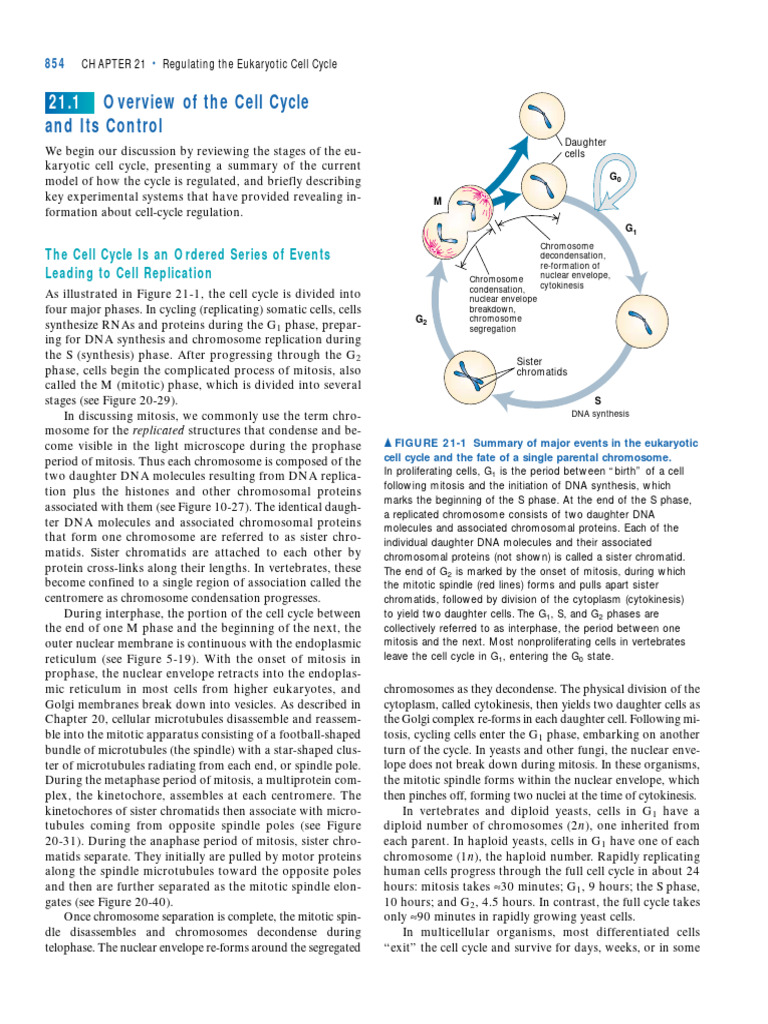 Lodish - Molecular Cell Biology 5th Ed - Removed | PDF | Cell Cycle ...