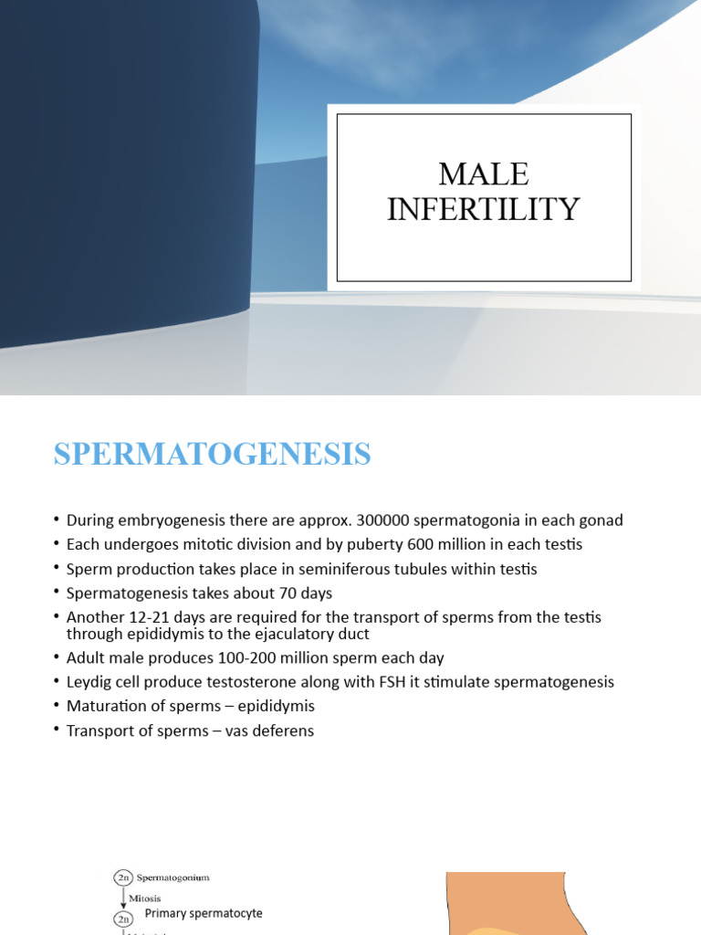 Male Infertility | PDF | Sexual Anatomy | Mammal Reproductive System