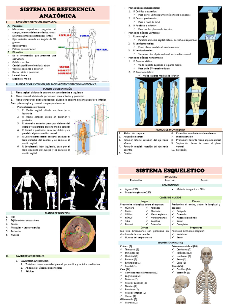 Generalidades Anatomía | PDF | Articulación | Términos anatómicos de ...