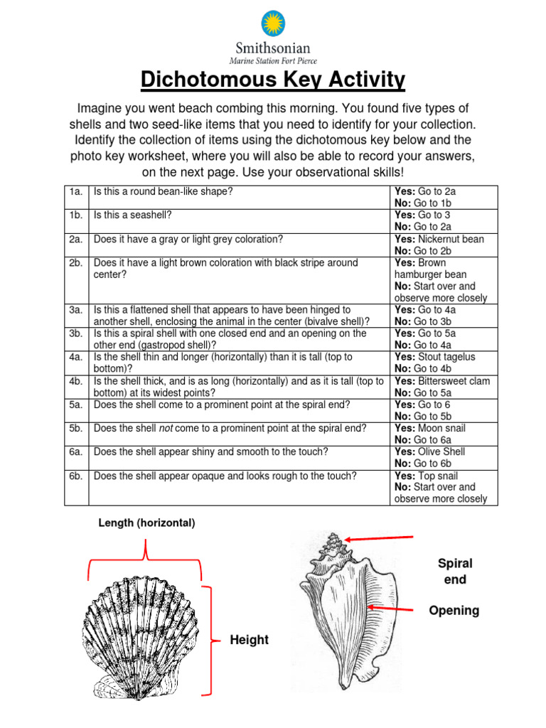 Dichotomouskeyworksheet | PDF | Molluscs