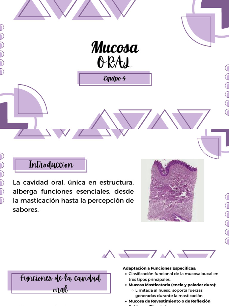 Estructura y Tipos de Mucosa Bucal | PDF | Epitelio | Gusto