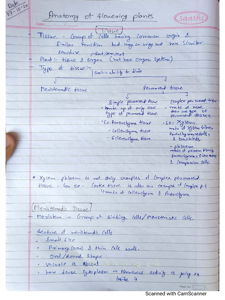 Anatomy of Flowering Plants | PDF