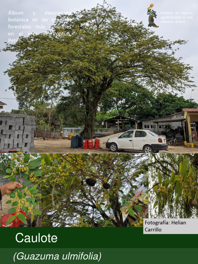 Caulote (Guazuma Ulmifolia) | PDF | Hoja | Botánica