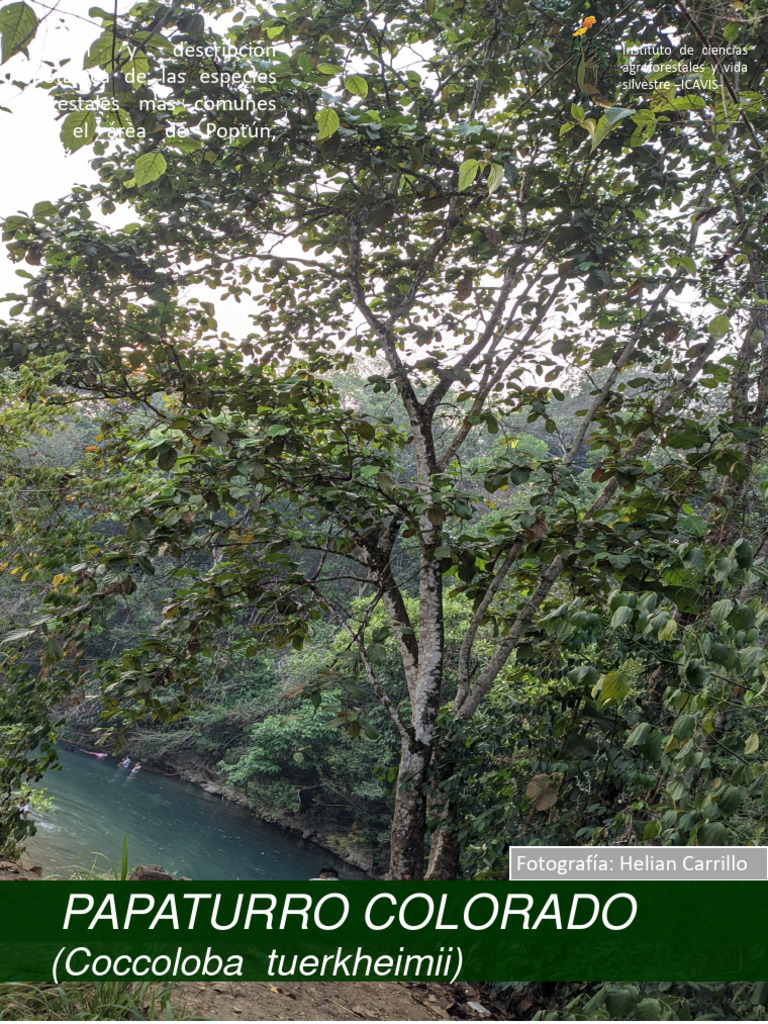 Papaturro (Coccoloba Tuerkheimii) | PDF | Hogar, jardinería y bricolaje ...