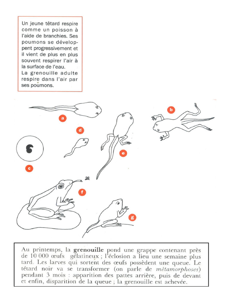Cycle de vie de la grenouille | PDF