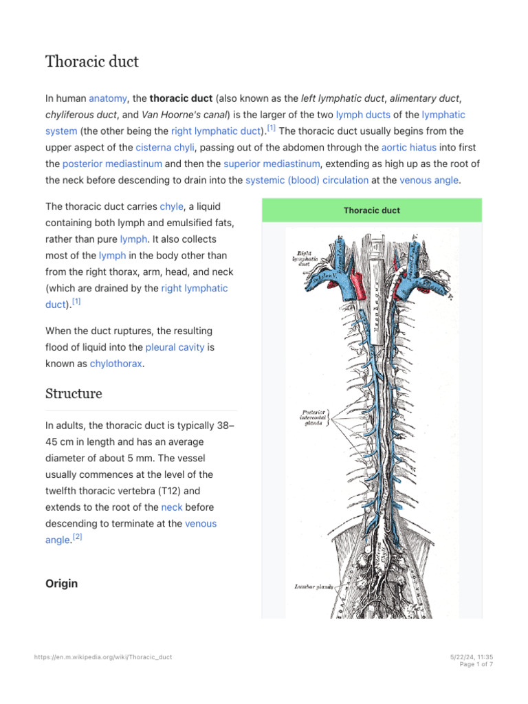 Thoracic Duct - Wikipedia | Download Free PDF | Circulatory System ...