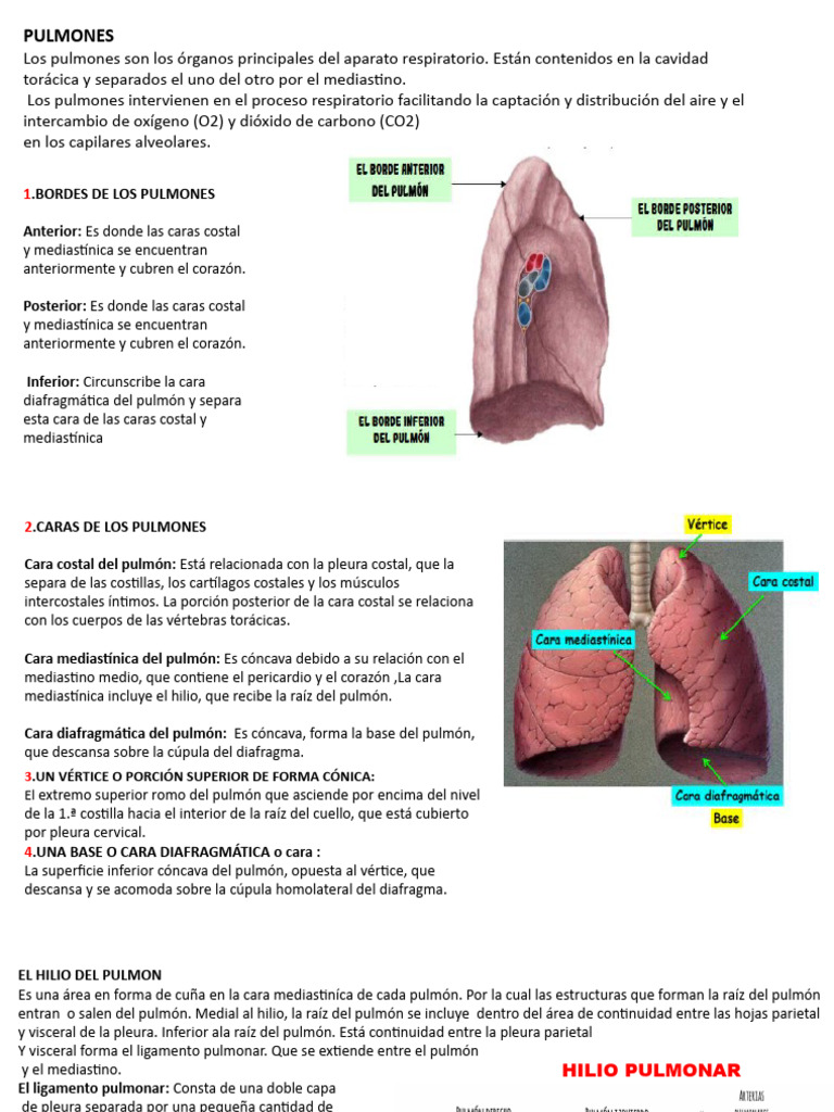 Estructura y Función de los Pulmones | PDF | Pulmón | Tórax