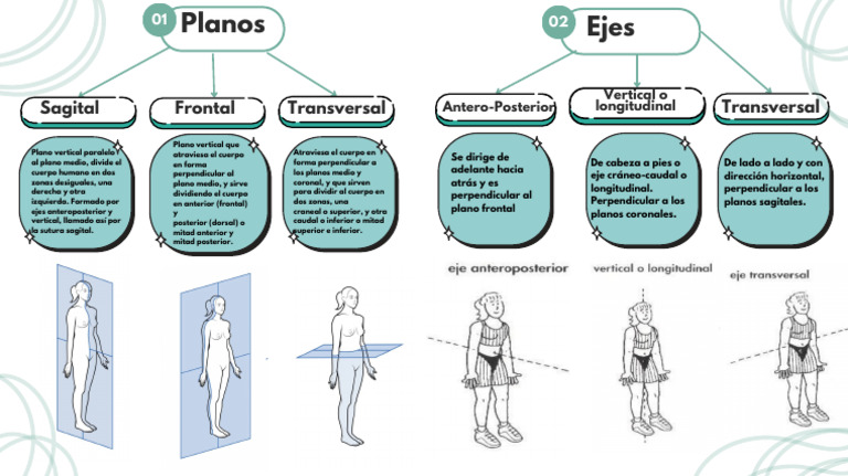 Planos y Ejes Anatómicos del Cuerpo | PDF