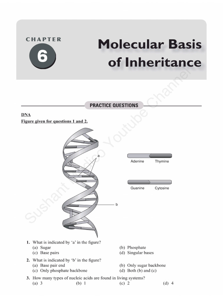 Molecular Basis of Inheritance | PDF