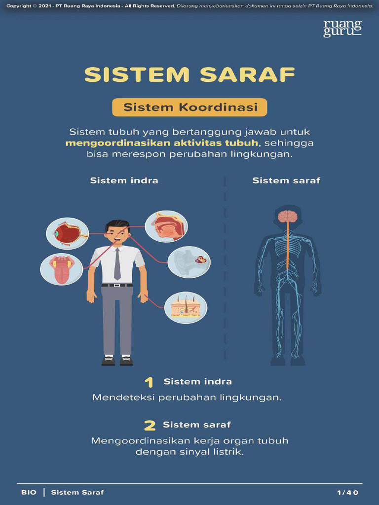 Rangkuman Sistem Saraf | PDF