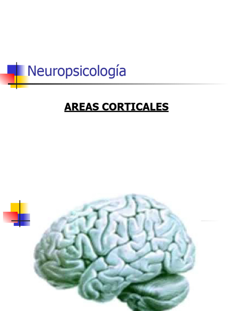 Capítulo II Areas Corticales | PDF | Lóbulo frontal | Corteza cerebral