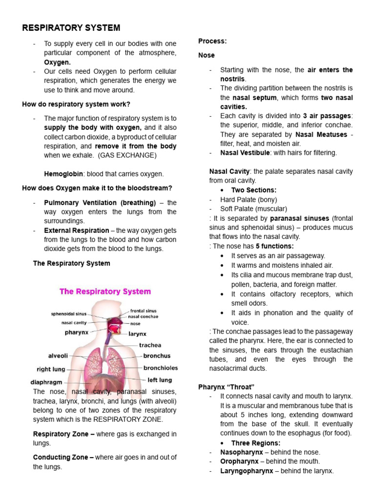 Respiratory System | Download Free PDF | Respiratory Tract | Lung