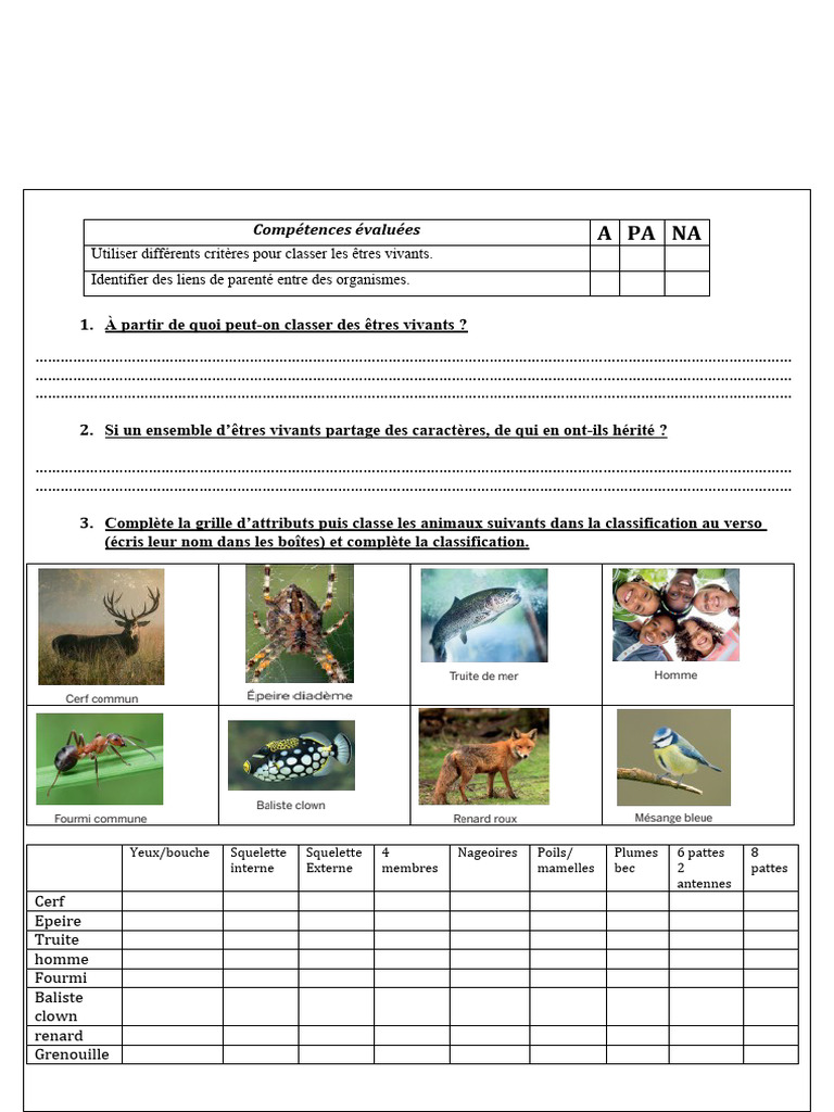 Évaluation CM2 : Classification des Animaux | PDF