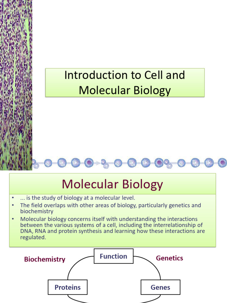 Introduction To Cell Biology | PDF | Cell (Biology) | Cell Membrane