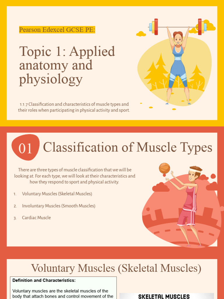 Lesson 4 Muscle Types | PDF | Muscle | Cardiac Muscle