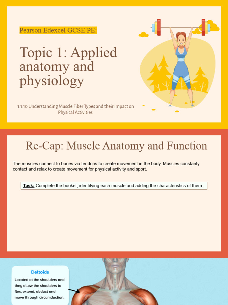 Lesson 5 Fast and Slow Twitch Muscle | PDF | Skeletal Muscle | Muscle ...