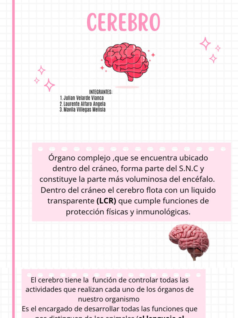 Cerebro Pdf Cerebro Aprendizaje