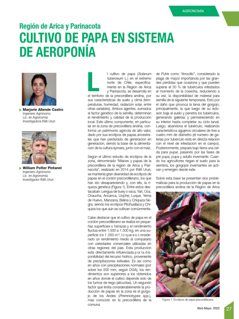 Aeroponia Papas 2 | PDF | Patata | Riego