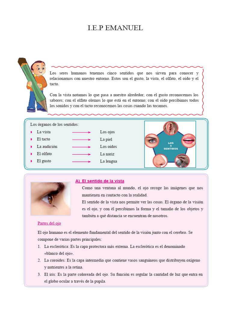 Partes del Ojo y su Función Visual | PDF | Ojo | Ojo humano