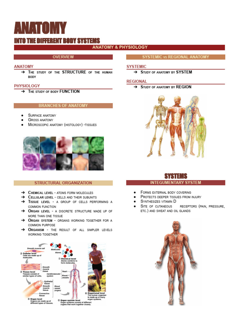 Body Systems | PDF | Human Body | Anatomical Terms Of Location