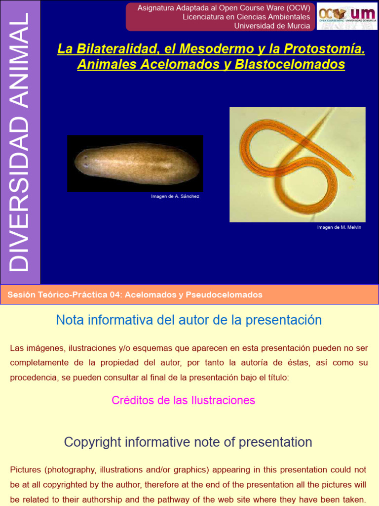 2 Platelmintos Presentacion | PDF | Protostomas | Biología