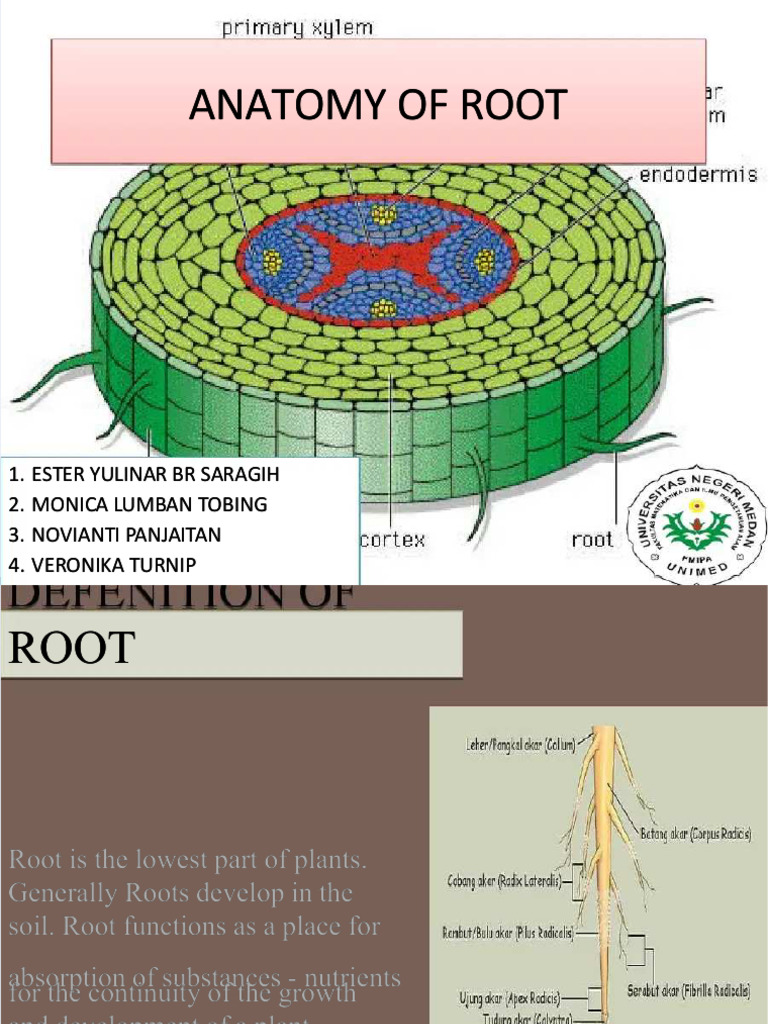 Anatomy of Root Anatomy of Root Compress | PDF | Young Adult