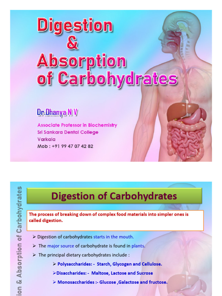 Carbohydrate Digestion and Absorption | PDF | Digestion | Carbohydrates