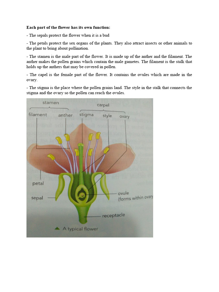 Flower Structure and Plant Reproduction | PDF | Seed | Flowers