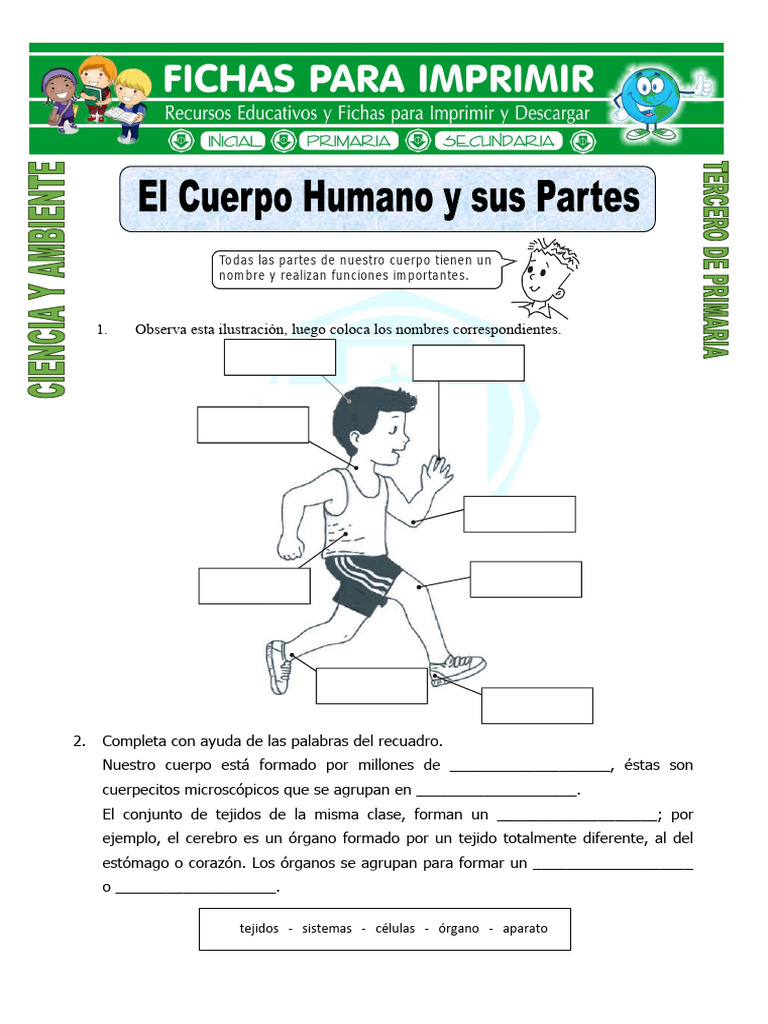 Ficha De El Cuerpo Humano Y Sus Partes Para Tercero De Primaria Pdf