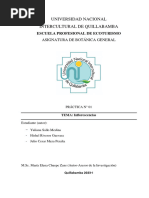 Morfología de Inflorescencias Vascuales | PDF | Botánica | Ramas de la ...