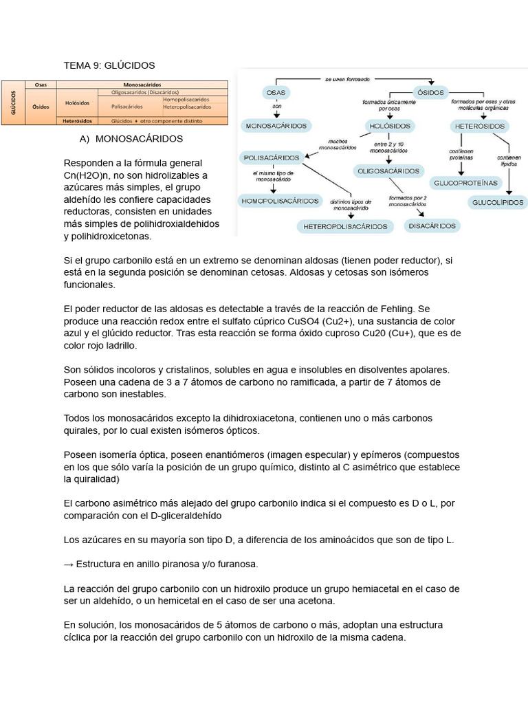 GLÚCIDOS | PDF | Polisacárido | Carbohidratos