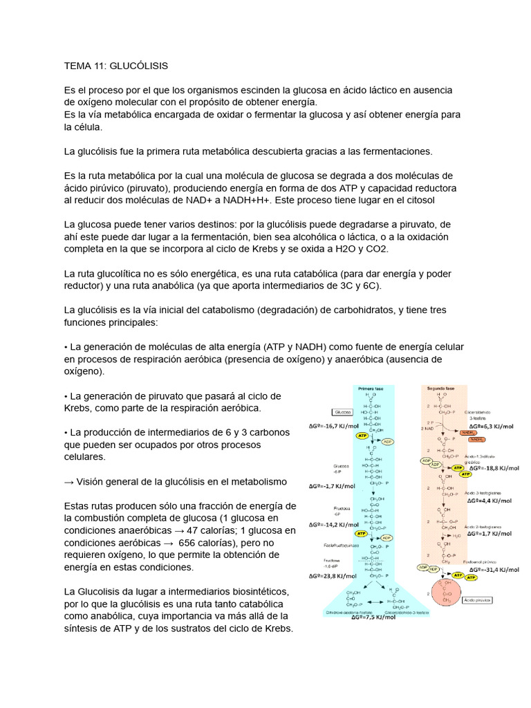 Glucólisis: Proceso y Funciones Energéticas | PDF | Glucólisis ...
