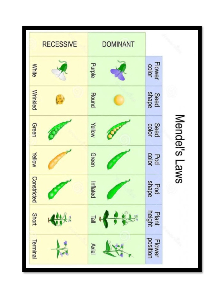 Gregor Mendel Pics | PDF