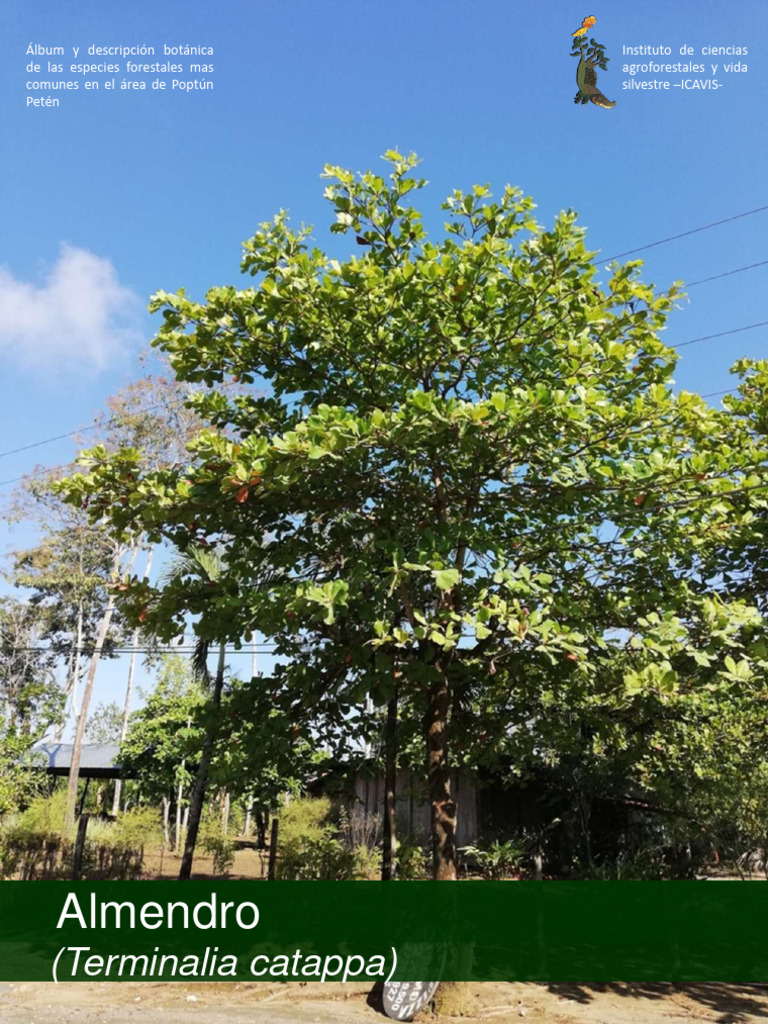 Almendro Arbol (Terminalia Cattapa) | PDF | Plantas | Botánica