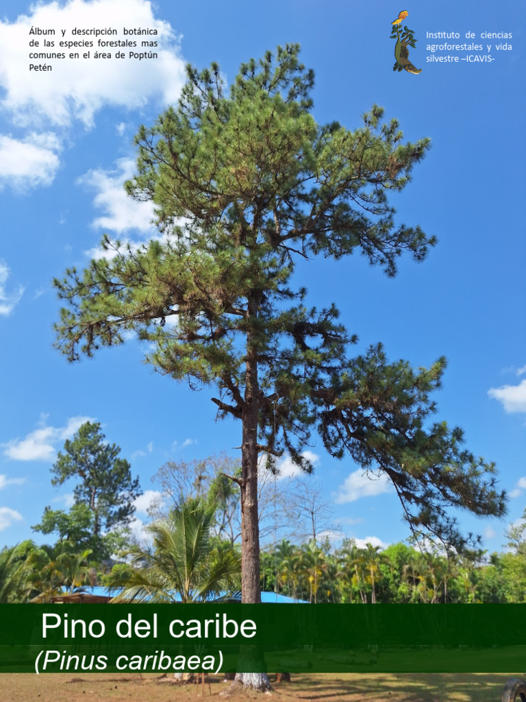 Pino Del Caribe (Pinus Caribaea) | PDF | Madera | Pino