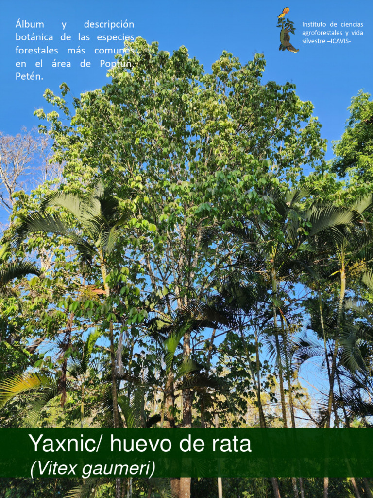 Yaxnic/ huevo de rata (Vitex gaumeri) | PDF
