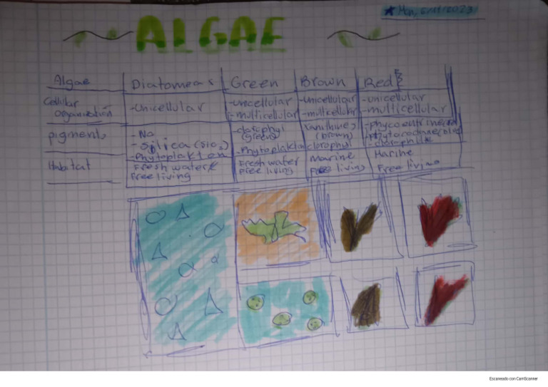 Algae Pdf