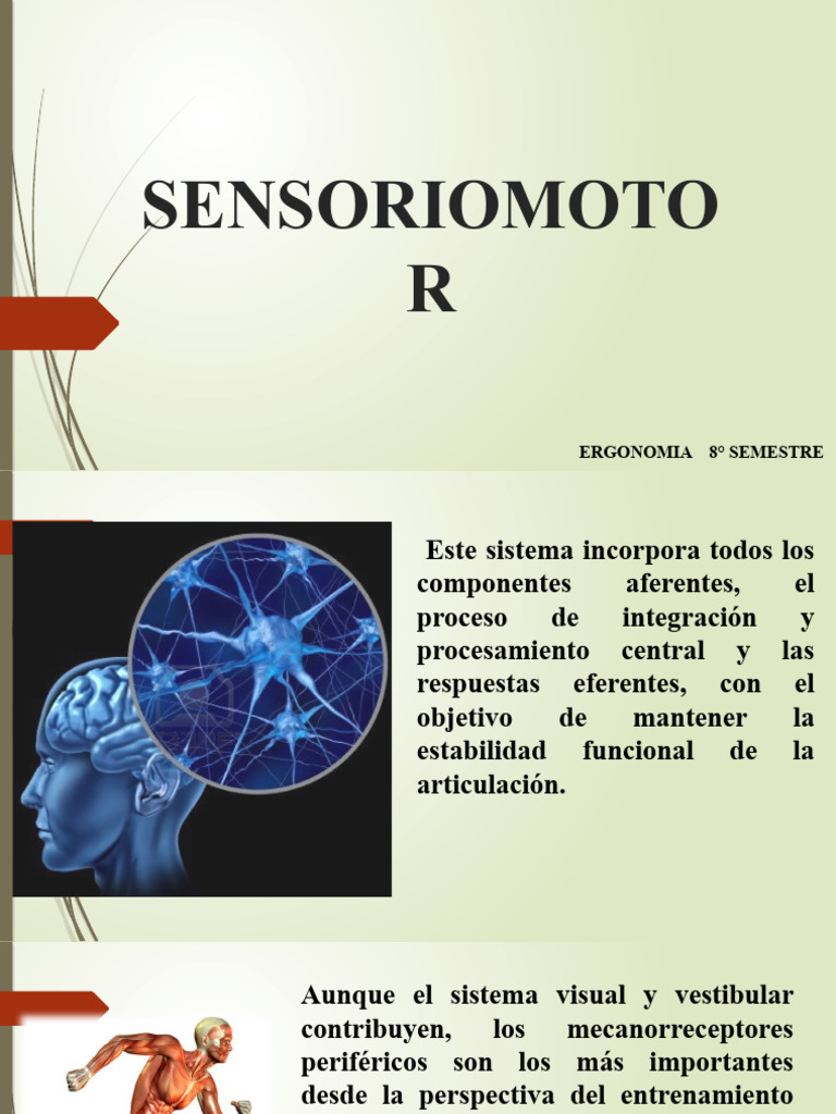 El Sistema Sensoriomotor | PDF | Sentidos | Percepción visual
