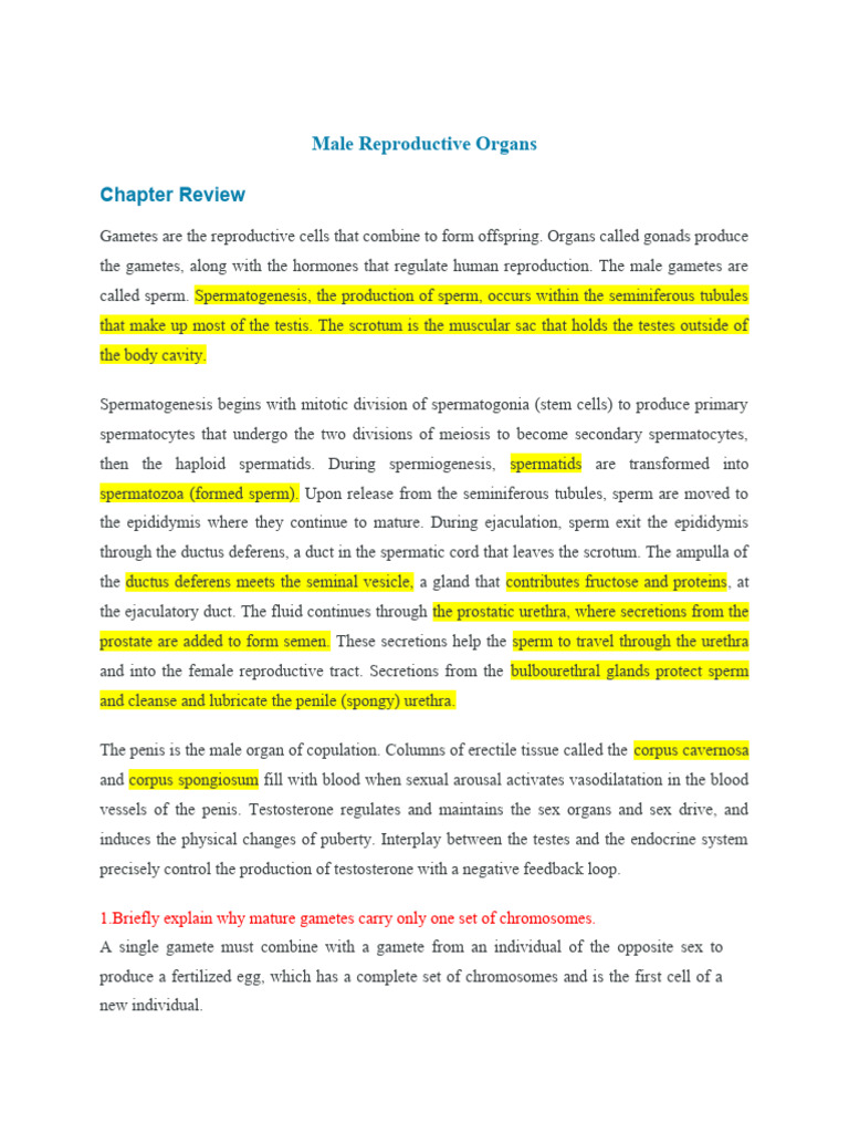 Male Reproductive Organs - Chapter Review | PDF | Testicle | Sperm