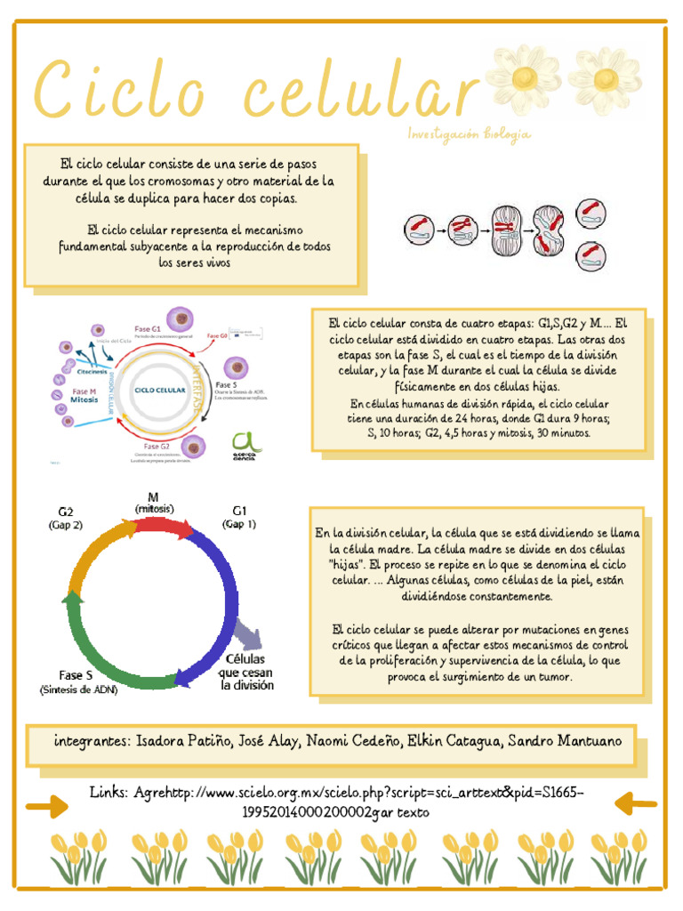 Ciclo celular (2) | PDF