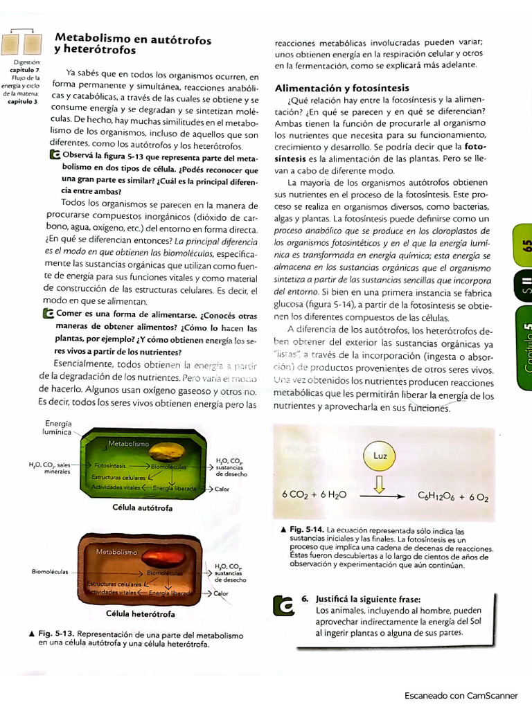 Fotosíntesis, Respiración Celular y Fermentación | PDF