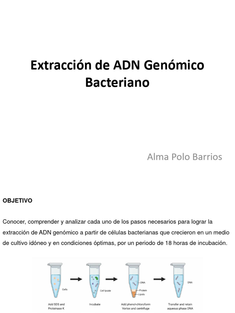Lab - 2 - Extracción de ADN Genómico Bacteriano | PDF | Las bacterias ...