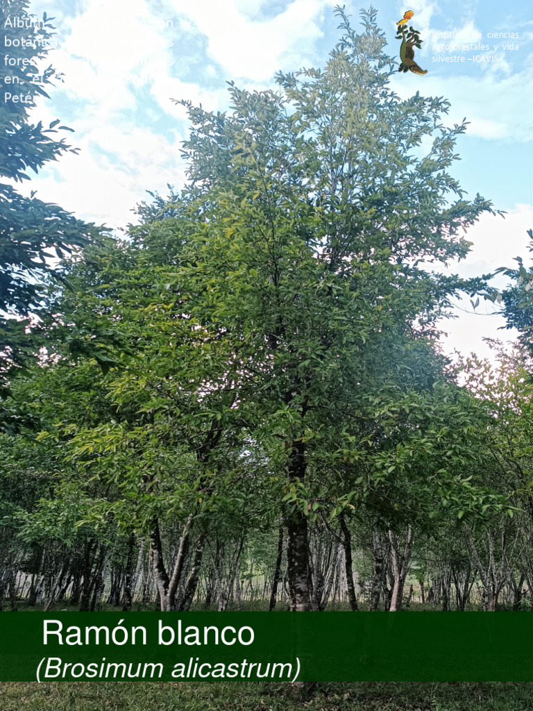 Características del Árbol Ramón Blanco | PDF