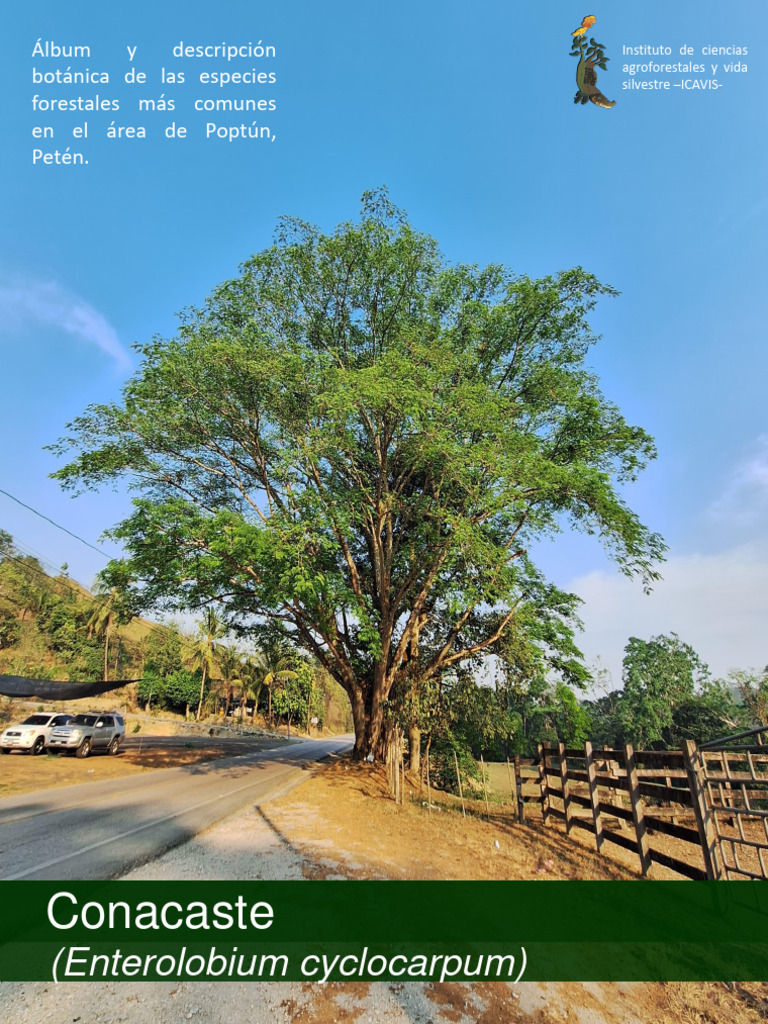 Conacaste (Enterolobium Cyclocarpum) | PDF