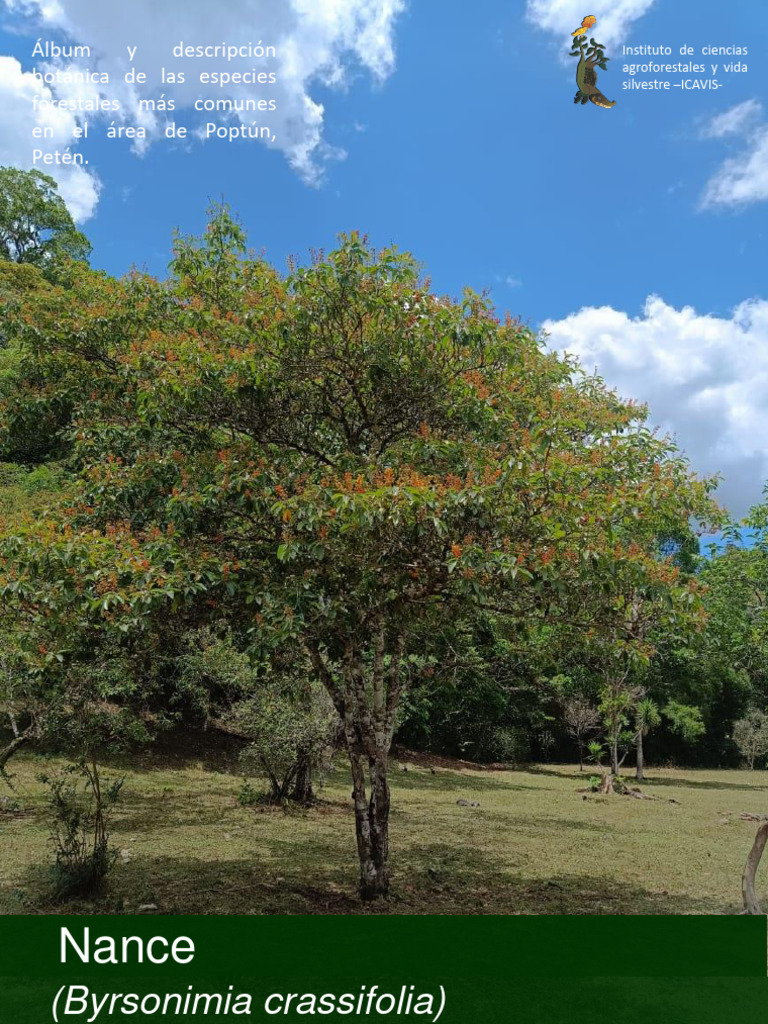 Nance (Byrsonimia Crassifolia) | PDF | Plantas comestibles | Cocina vegana
