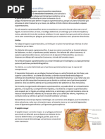 Omentos Mayor y Menor - Anatomía, Ubicación y Función - Kenhub | PDF ...