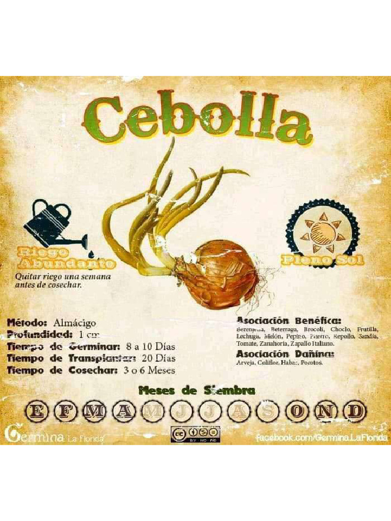 Consejos para Sembrar Cebolla | PDF